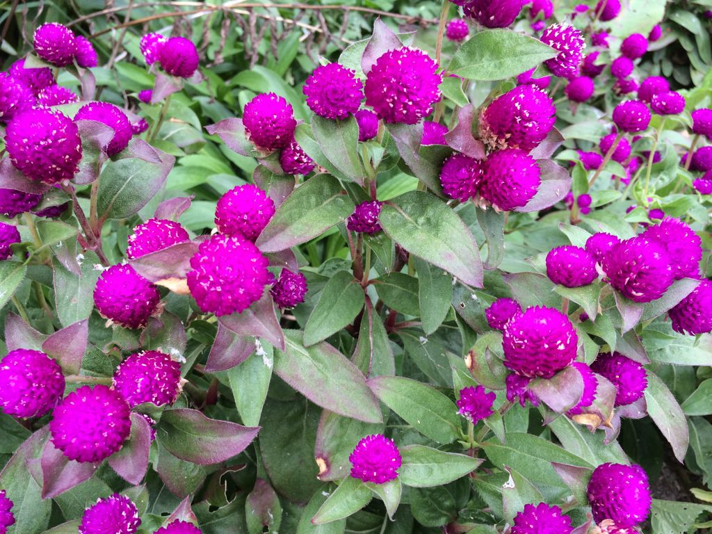 Green Spring Gardens: An Oasis of Beauty and History