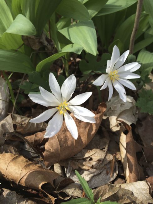 Spring Wildflowers in Northern Virginia - FuninFairfaxVA
