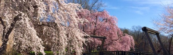 Van Gogh Bridge in Reston Virginia - Fun in Fairfax VA