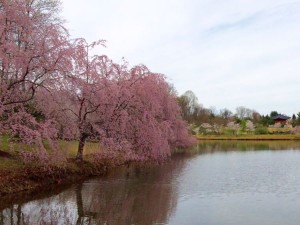 Where to See Cherry Blossoms in Virginia, DC, and Maryland