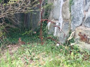 Windy Run Hike: A Potomac River Escape Near Washington DC