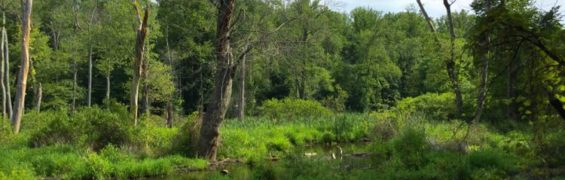 Glade Stream Valley Hike and Walker Nature Center in Reston Virginia
