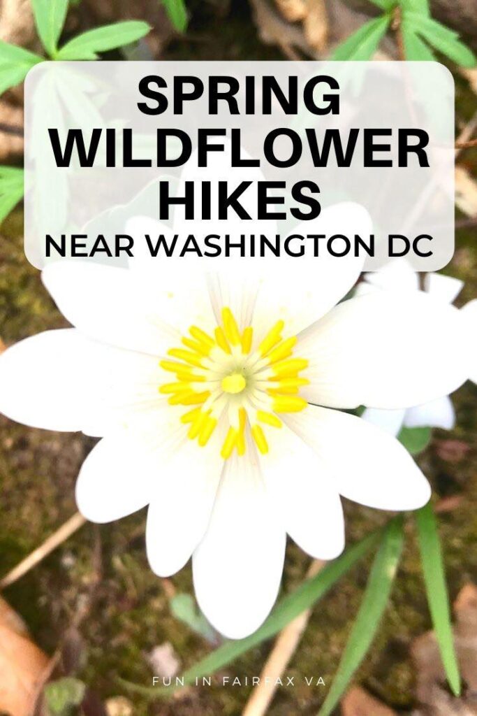 Beautiful Spring Wildflowers and Wildflower Hikes in Northern Virginia
