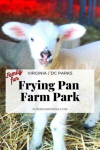 Visit Frying Pan Farm Park for Free Family-Friendly Fun