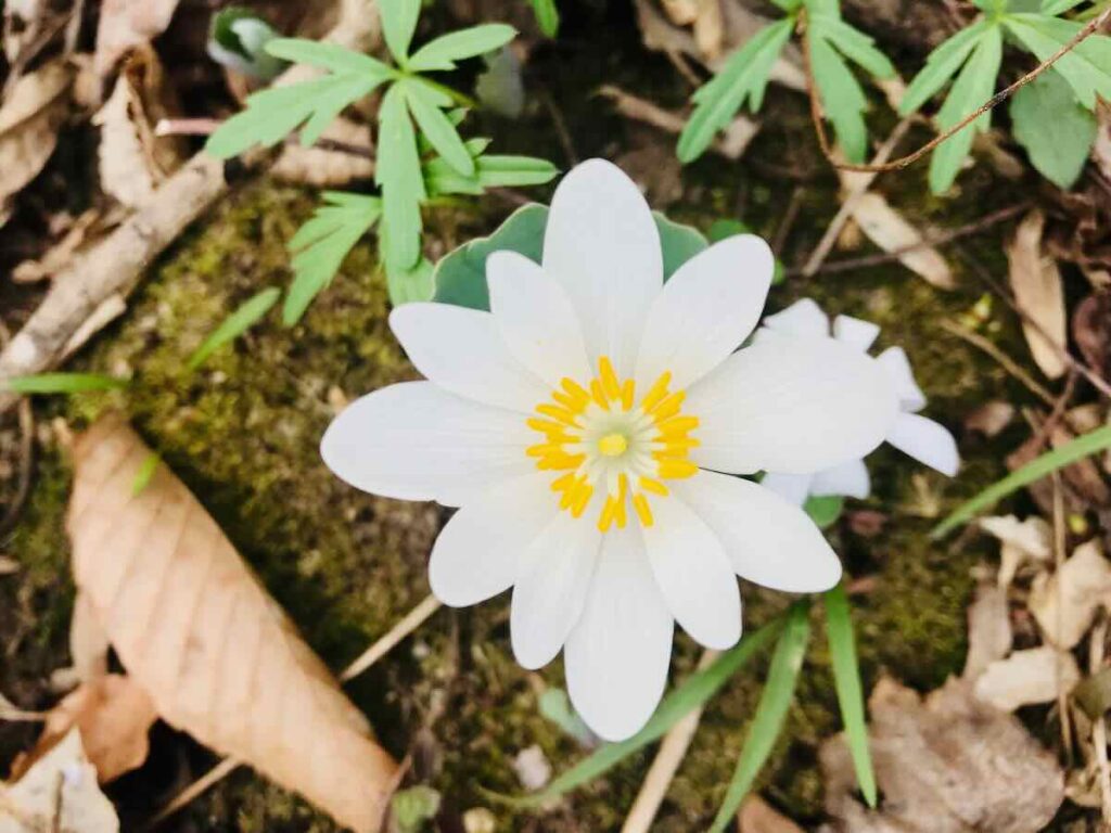Beautiful Spring Wildflowers and Wildflower Hikes in Northern Virginia