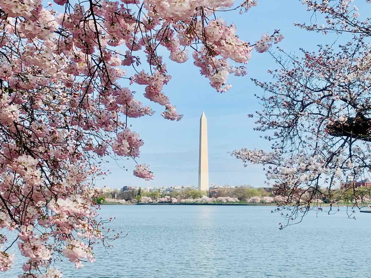 Where to See Cherry Blossoms in Virginia, DC, and Maryland