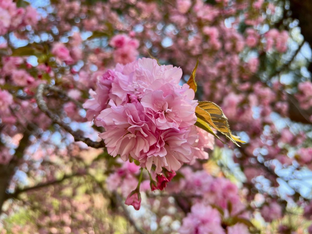 5 Places Near DC for Beautiful Late-Blooming Cherry Trees