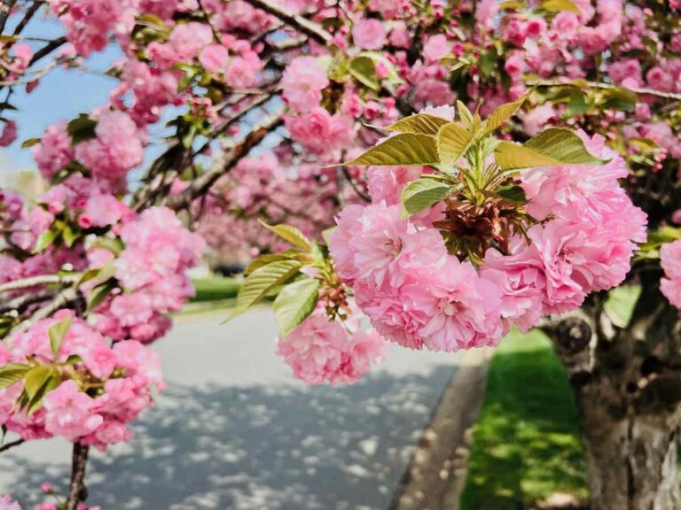 Where to See Cherry Blossoms in Virginia, DC, and Maryland